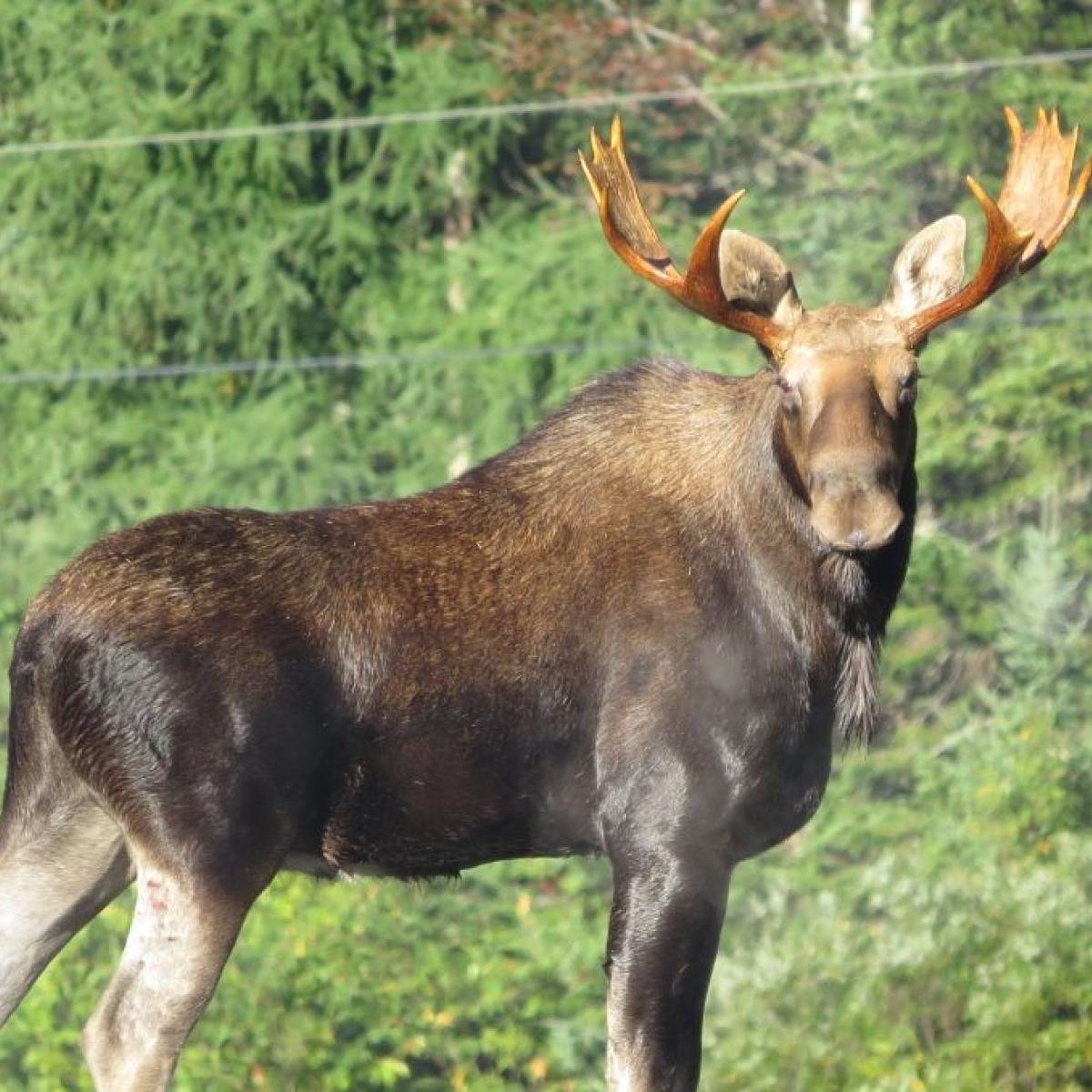 Moose | Official Adirondack Region Website