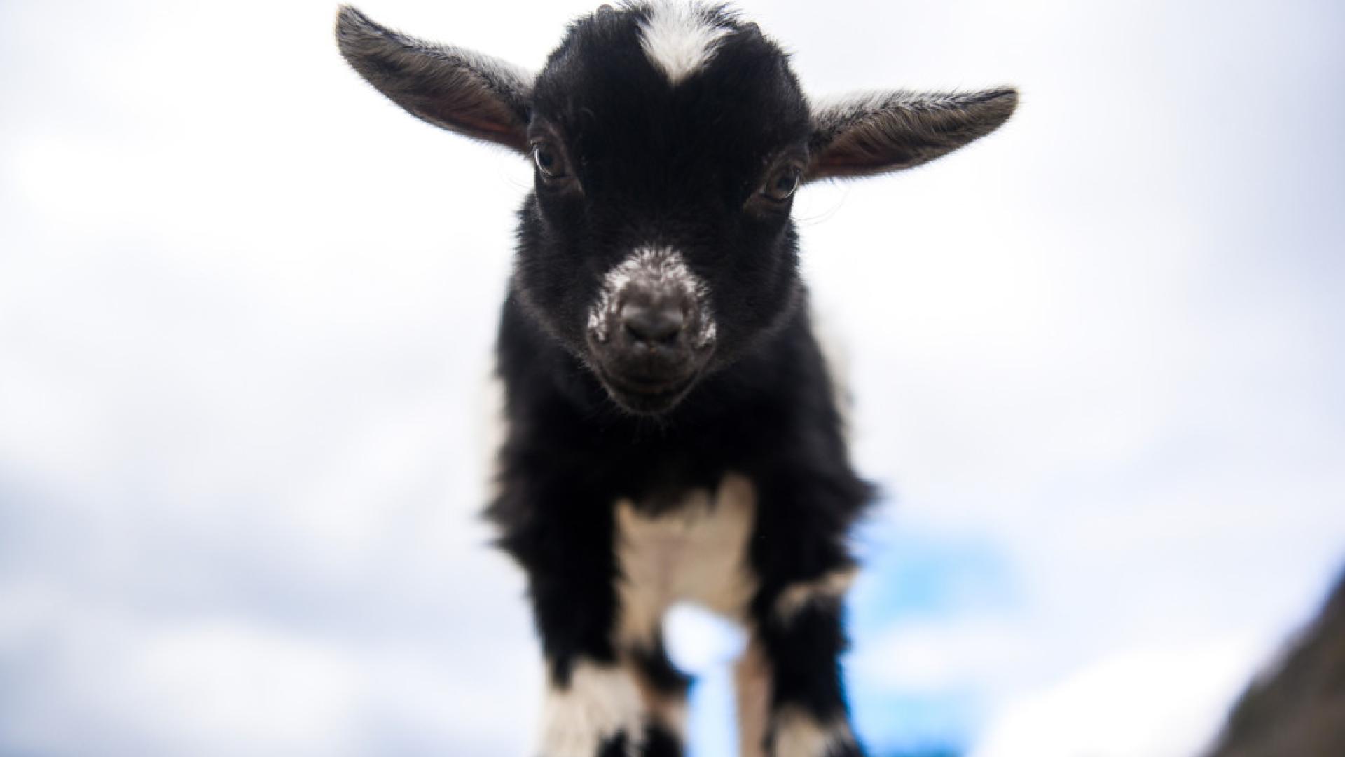 1000 Acres Ranch Resort | Official Adirondack Region Website