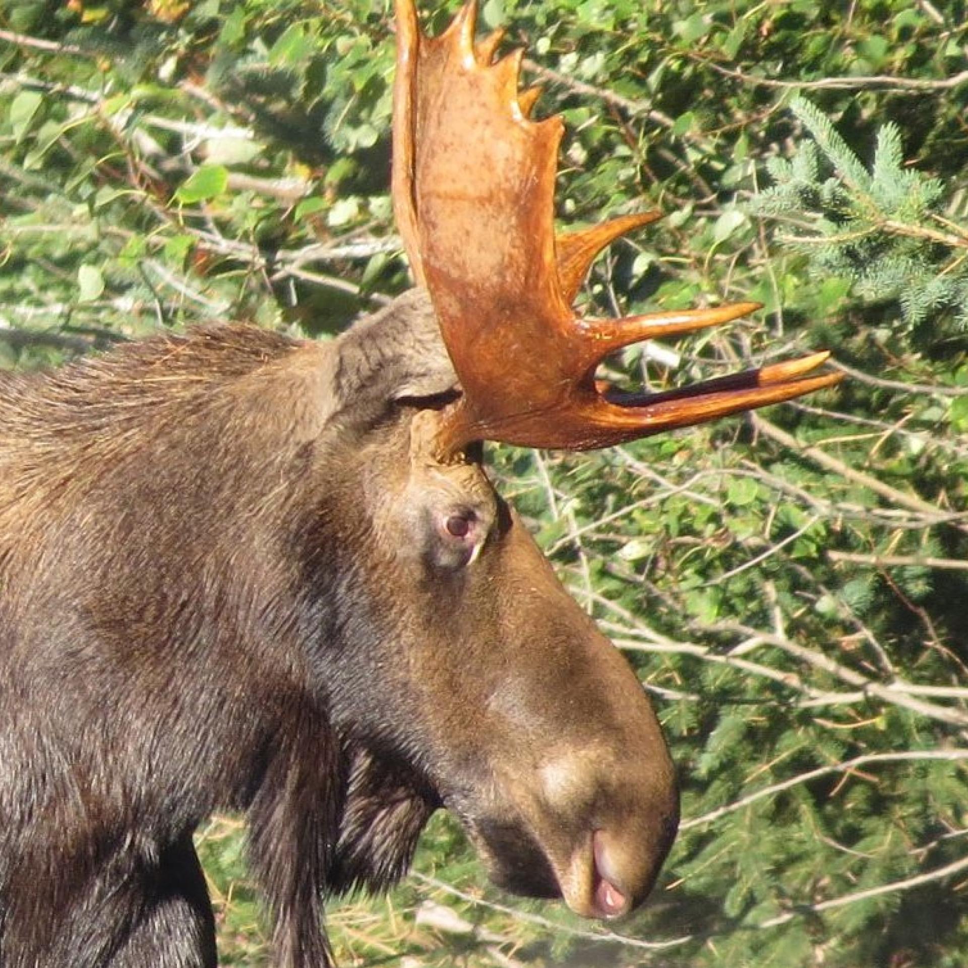 Moose | Official Adirondack Region Website