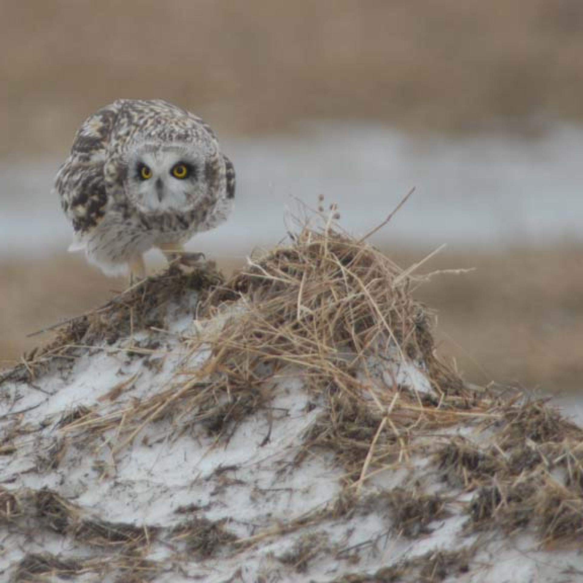 Birding & Bird Watching in Upstate New York - See 100+ Species