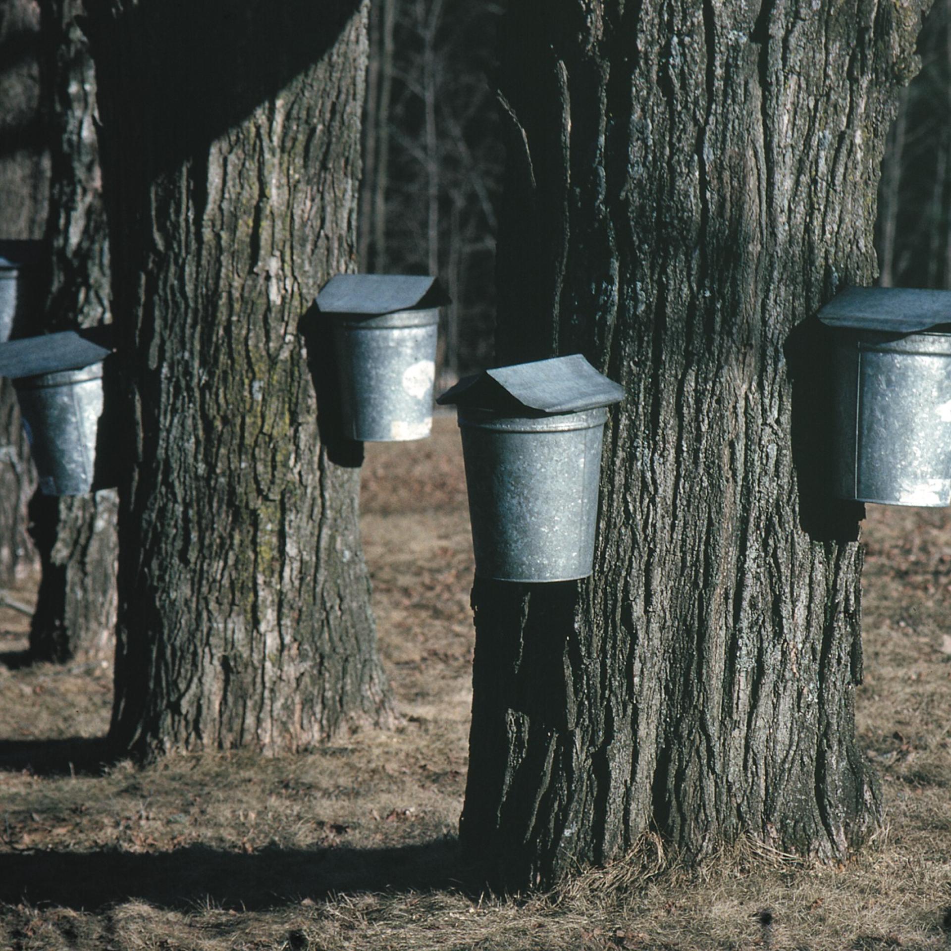 Spring | Official Adirondack Region Website